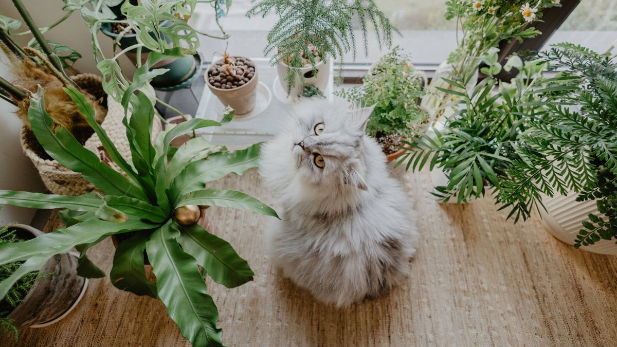32 ways to build more fun into your cat's routine | PetsRadar