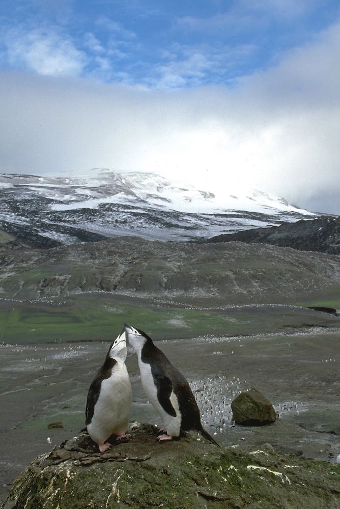 Home-Field Advantage Helps Penguins in Warming Antarctic | Live Science