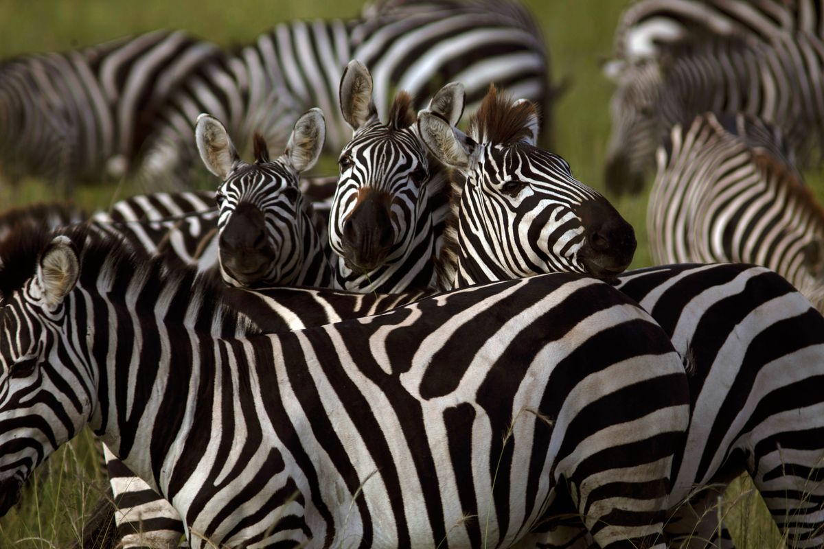 The Mating Game: release date, animals in Attenborough show | What to Watch