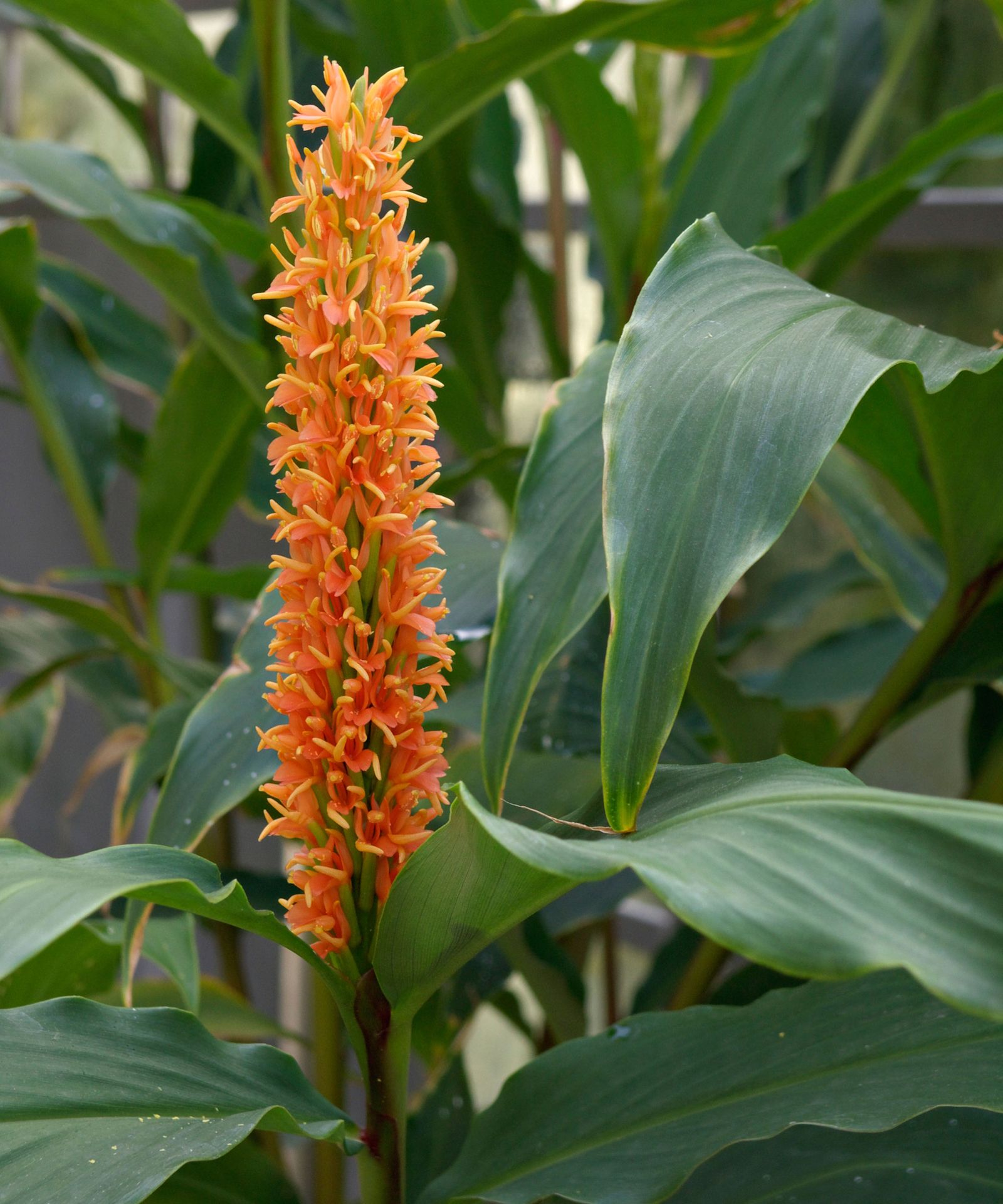 Best tropical plants: 15 top picks for a backyard paradise | Homes and ...