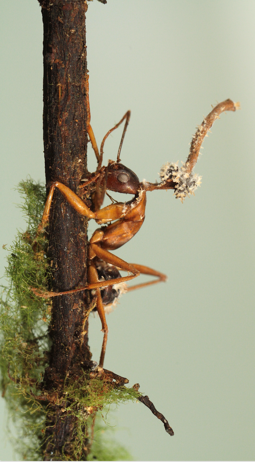 Horrifying photo captures moment parasitic fungus bursts from huge ...