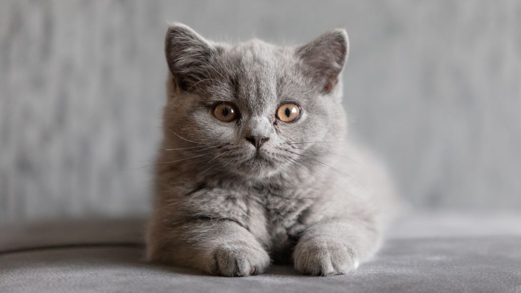 10 Calmest Cat Breeds For Relaxed Pet Parents PetsRadar 10 Calmest Cat Breeds For Relaxed Pet Parents PetsRadar
