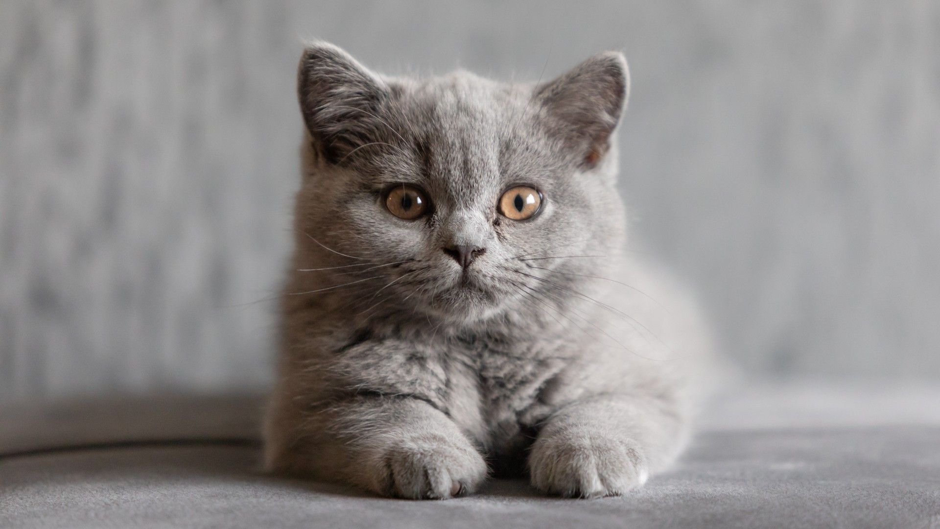 9 of the rarest cat breeds in the world | PetsRadar