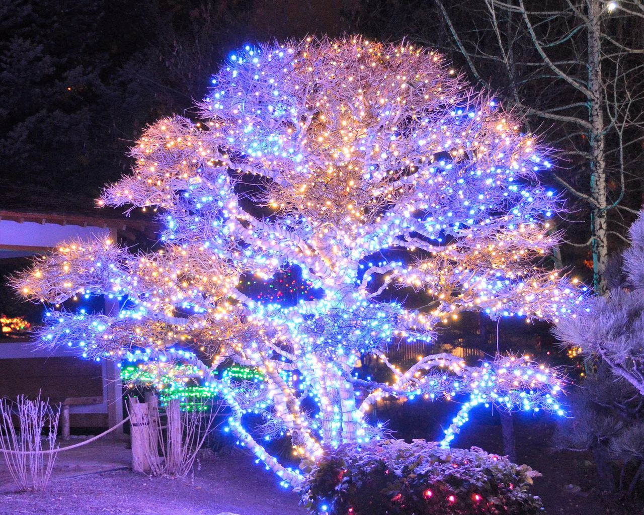 10 ways to decorate outdoor trees for Christmas with lights | Real Homes