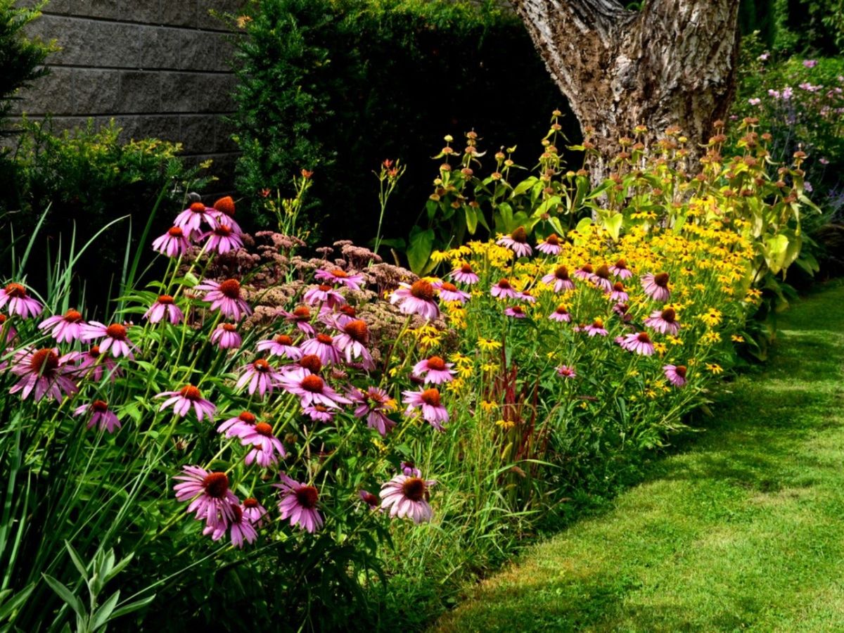 Support Pollinators With A Wildflower Strip In Your Garden | Gardening ...