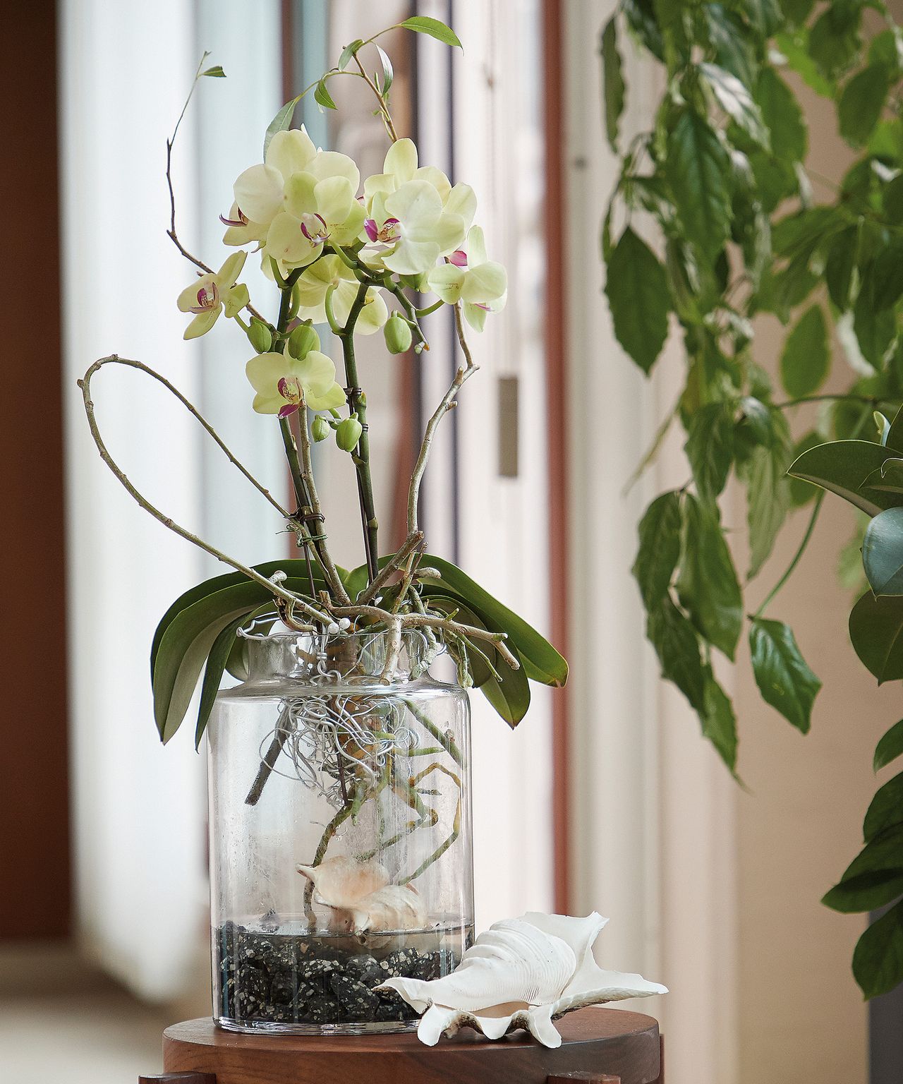 How To Revive An Orchid: 5 Ways To Bring It Back To Life | Gardening ...