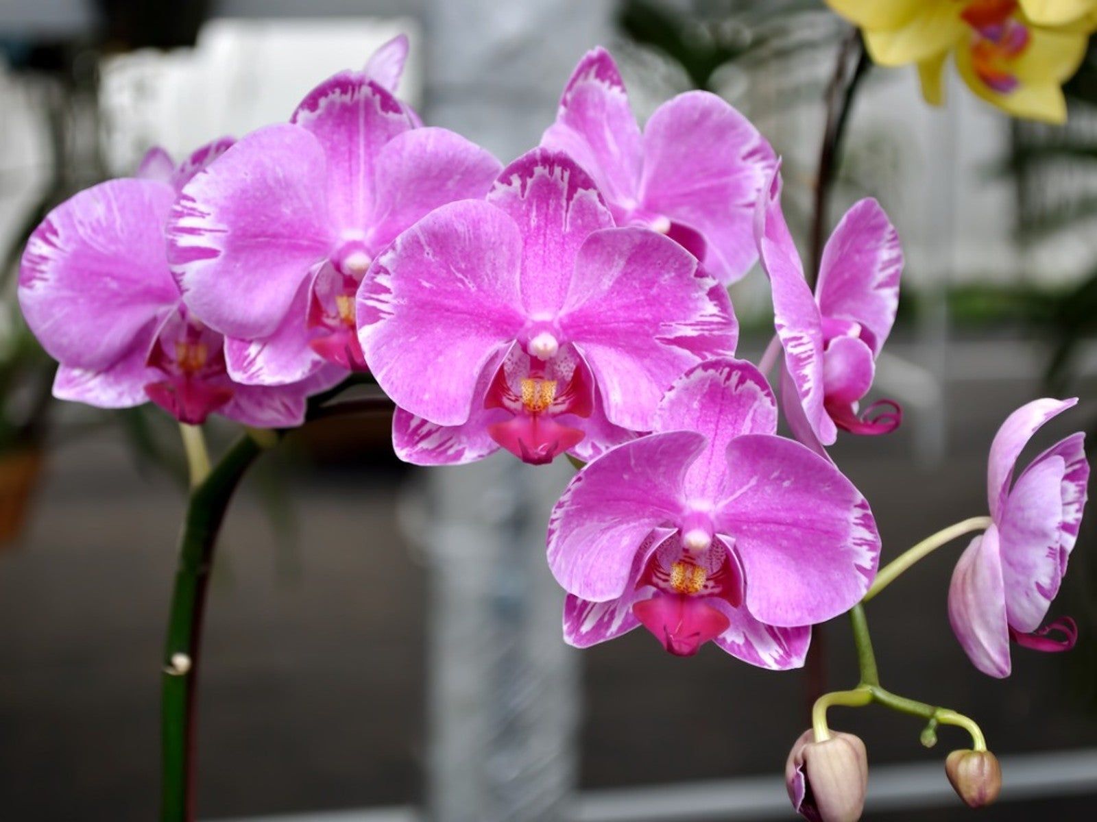 Orchid Growing For Beginners - What Are The Basics Of Growing Orchids ...