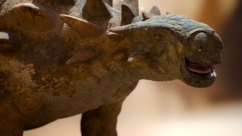 Dinosaurs: News & Pictures of Dinosaur Types - 2019 News and Scientific ...