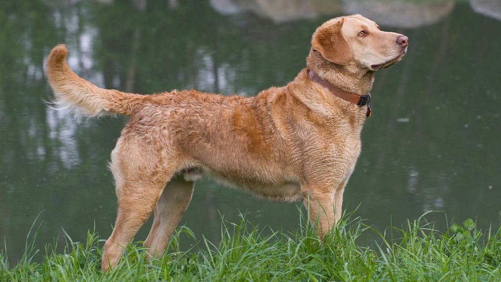 6 types of retriever breeds and what they all do | PetsRadar