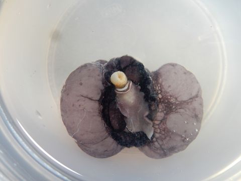 In Photos: Strange Purple Orb Found in Pacific Ocean | Live Science