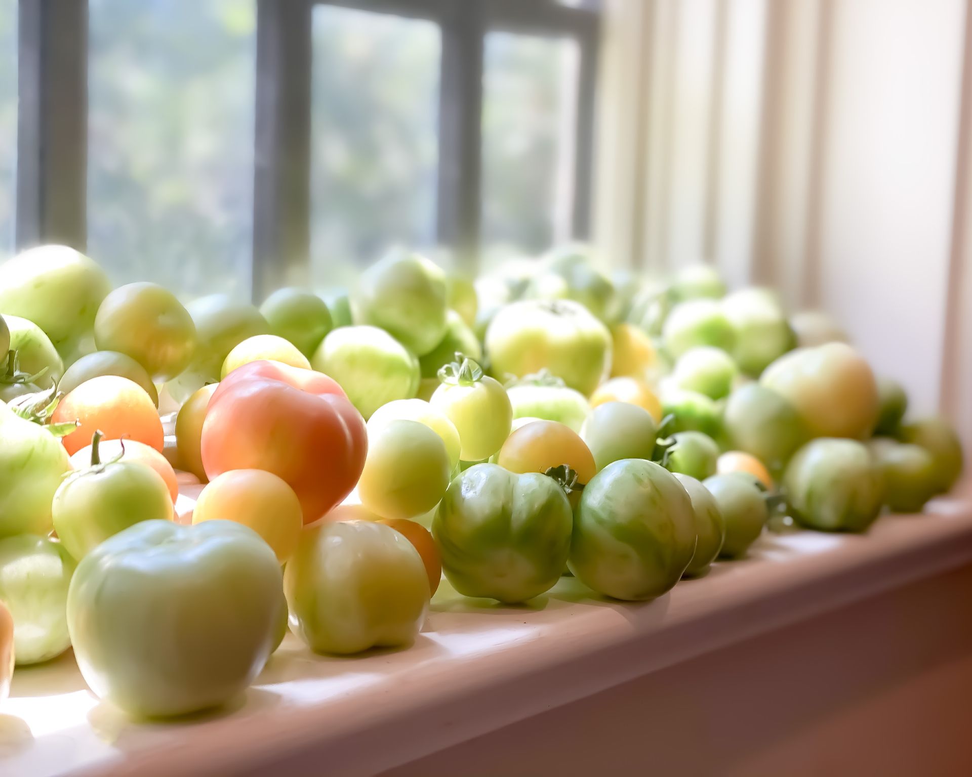 How & When To Pick Tomatoes For Deliciously Ripe Results | Gardening ...