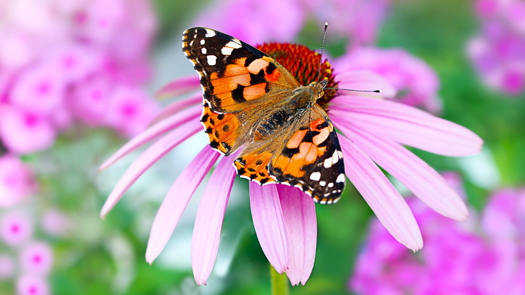 A DIY Puddling Pool Truly Helps Butterflies Thrive in Summer ...