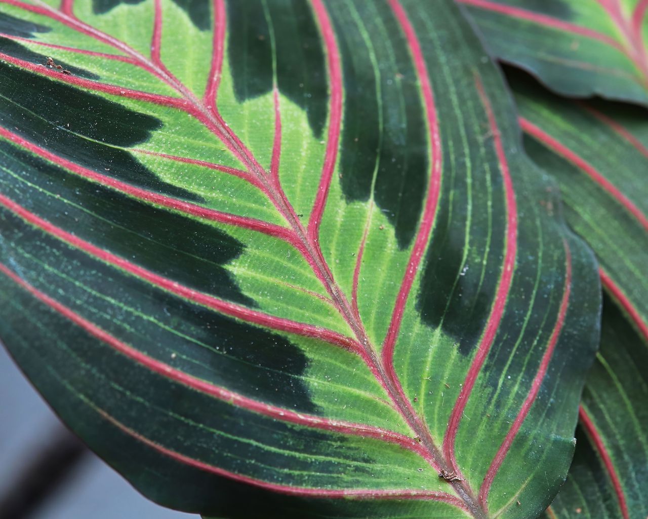 Prayer plant care and growing tips: expert help and advice | Gardeningetc