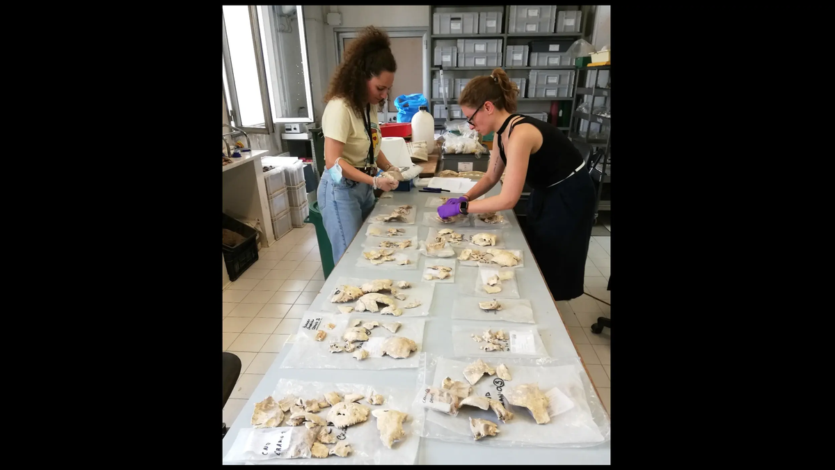 Strange pile of Stone Age skulls unearthed in Italian village baffles ...