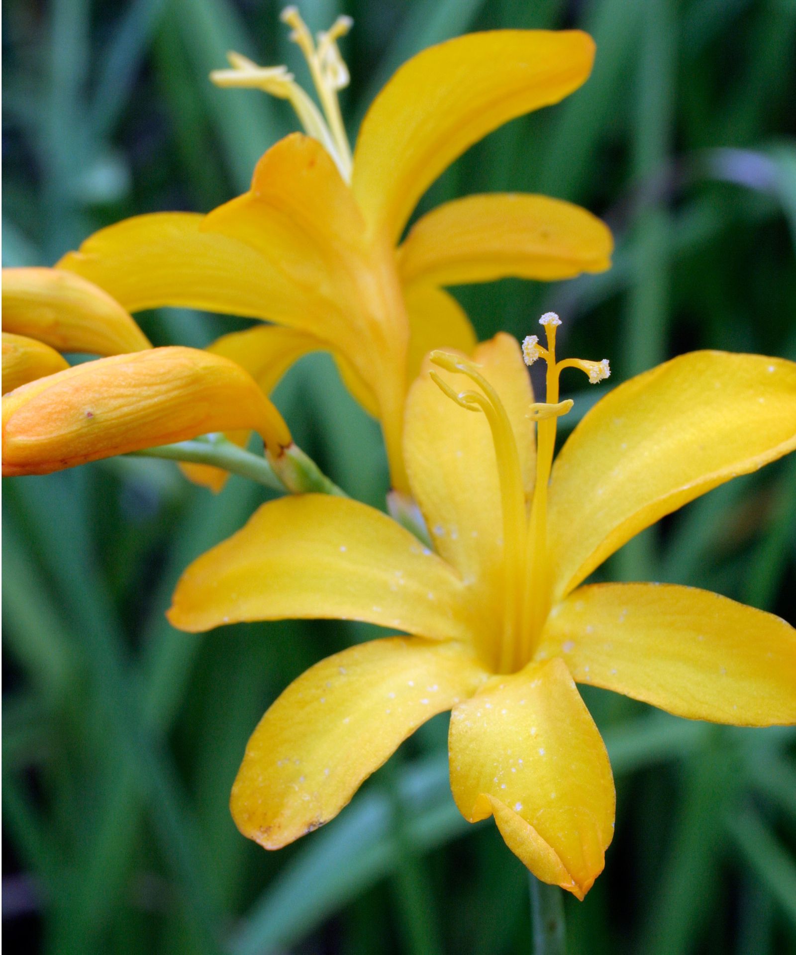 Crocosmia varieties: 16 gorgeous types of montbretia to try | Homes and ...