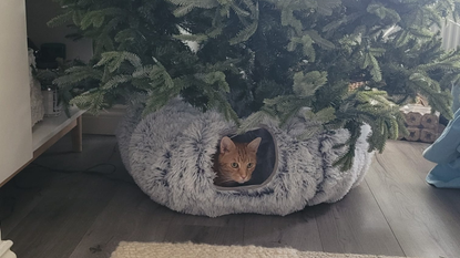 If you own a cat you then need this tree skirt for Christmas | Ideal Home