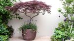 ALDI’s New Rain Chain Turns Rainfall into a Stylish Garden Statement ...