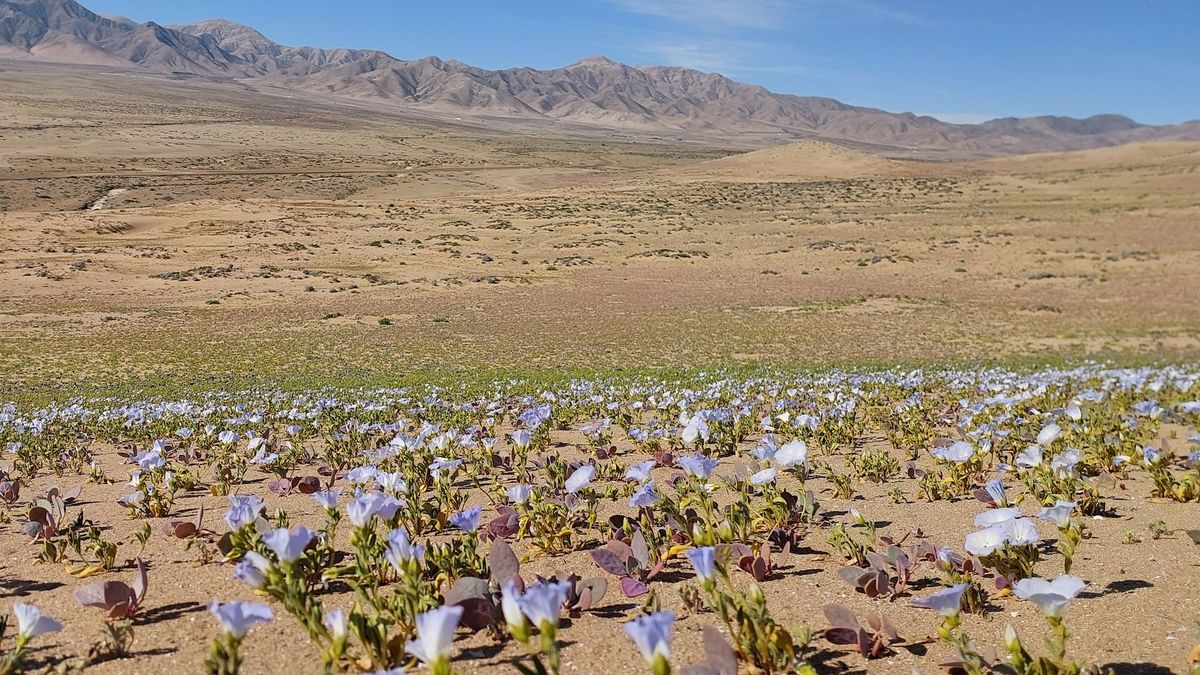 See stunning photos of the Atacama Desert — the driest on Earth ...