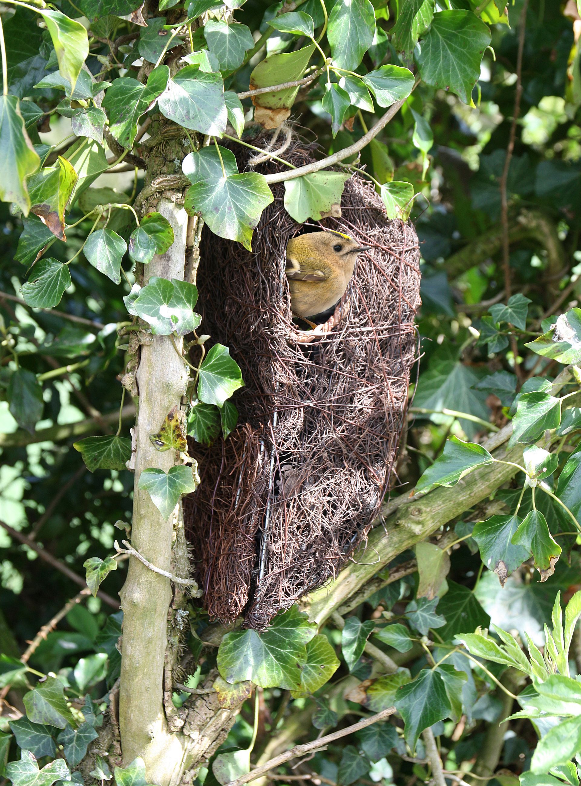 Wildlife garden ideas: 25 ways to transform your plot into a nature ...