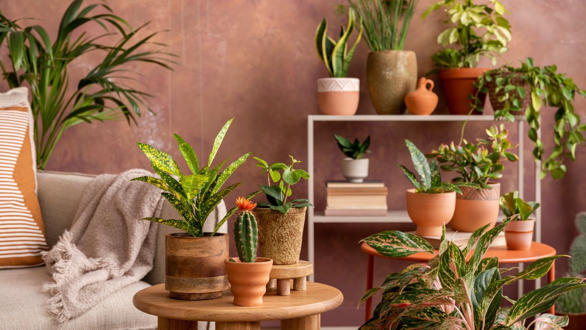Houseplant trends 2025: 7 indoor plant trends for the year | Homes and ...