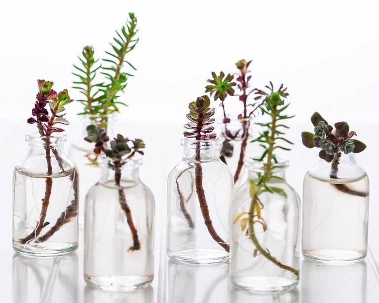 Sedum care and growing guide: how to grow stonecrops | Gardeningetc