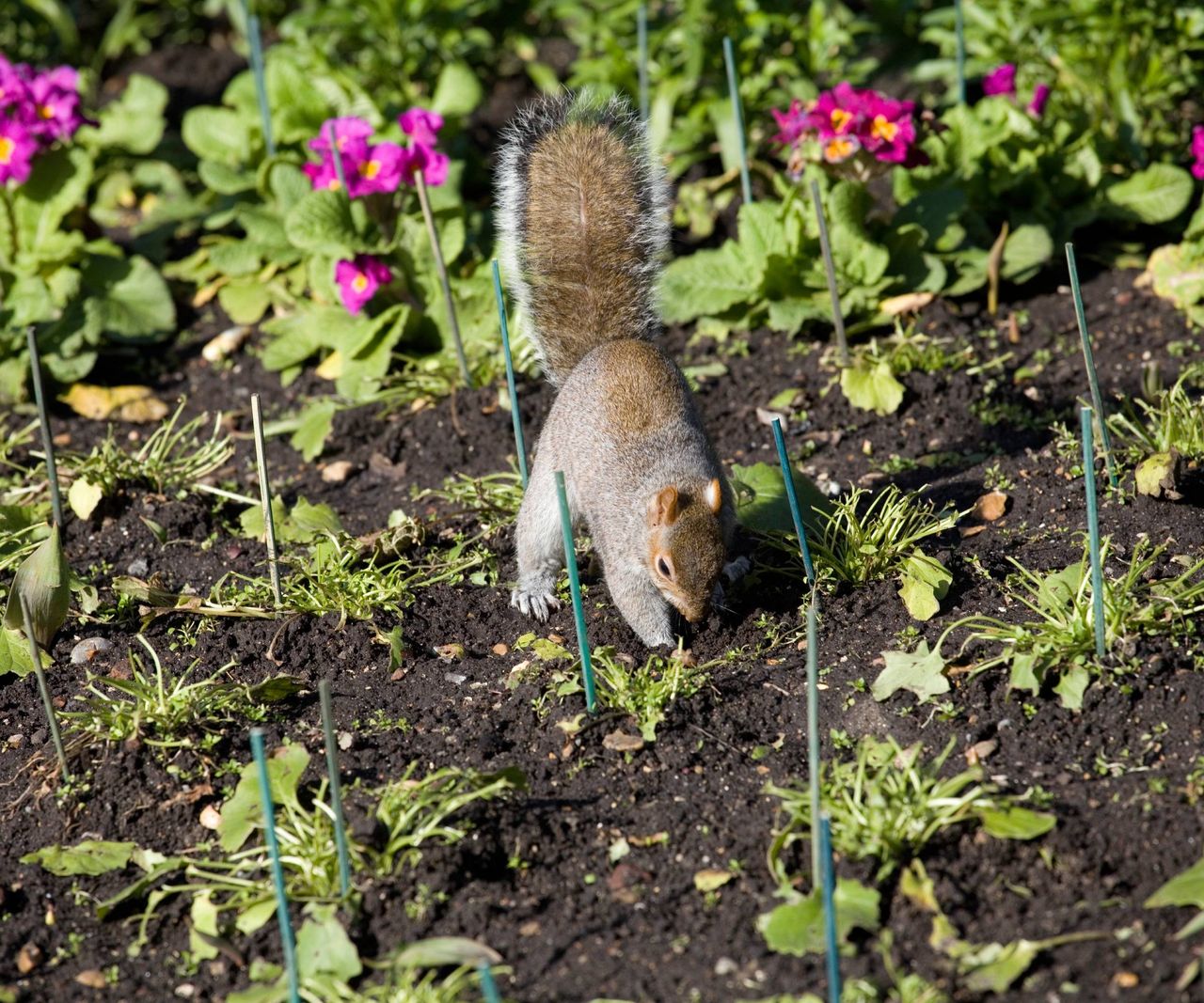 The 7 Most Common Animal Pests Wreaking Havoc in Your Garden ...