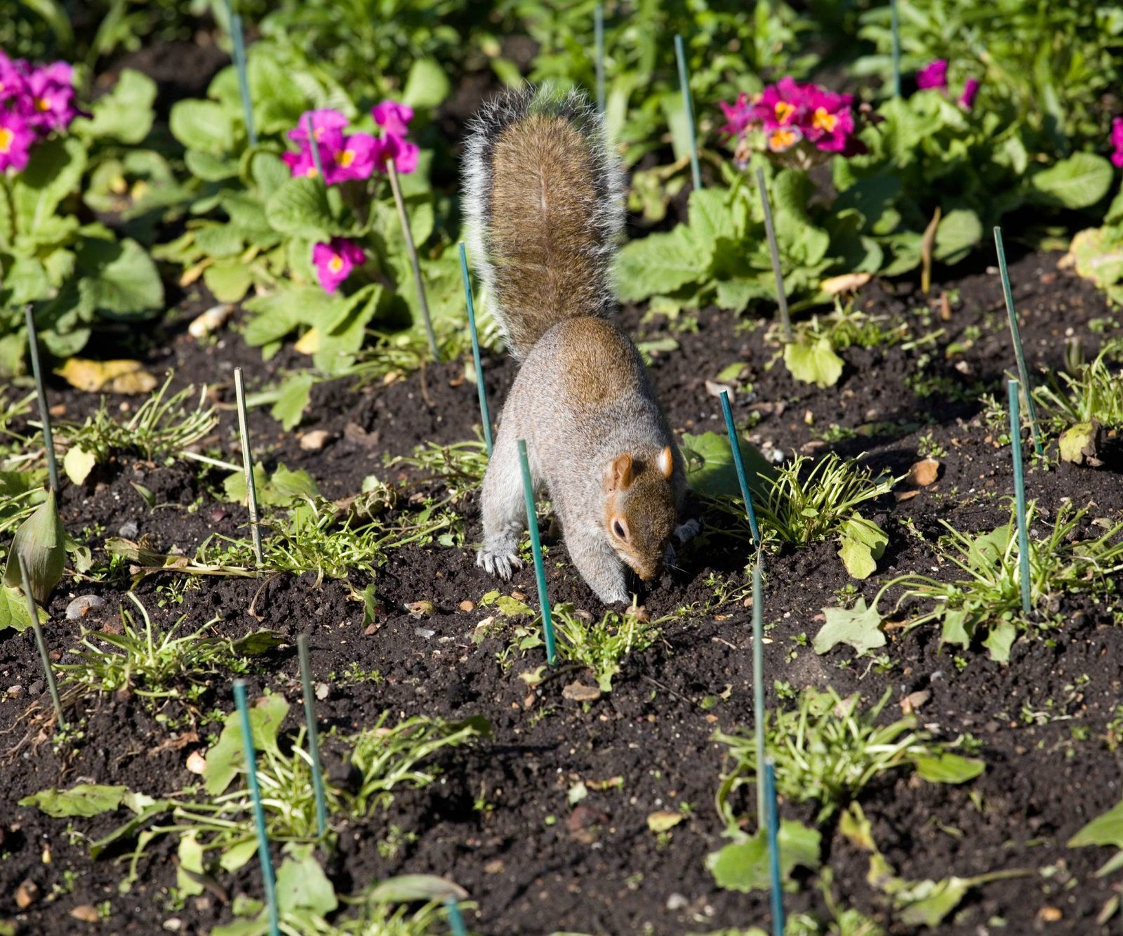 Use Forks to Protect Bulbs from Squirrels This Fall | Gardening Know How
