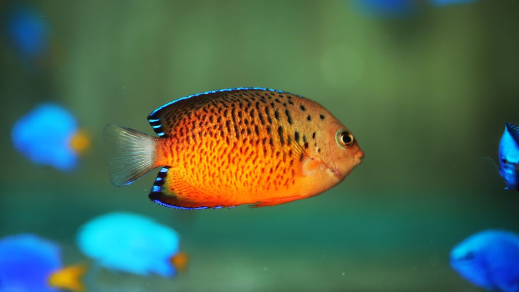 32 types of saltwater fish for your aquarium | PetsRadar