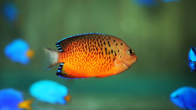 32 types of saltwater fish for your aquarium | PetsRadar