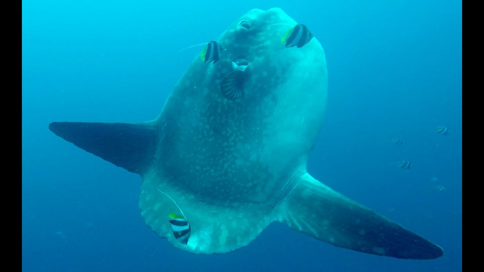Adorable, bug-size sunfish babies grow up to be giant 'swimming heads ...