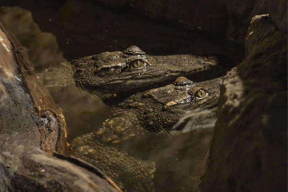 Crocs: Ancient Predators in a Modern World (Photos) | Live Science