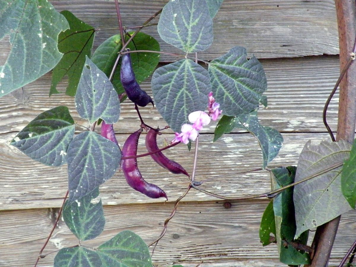 Caring For Hyacinth Beans In Pots - How To Plant Hyacinth Beans In ...