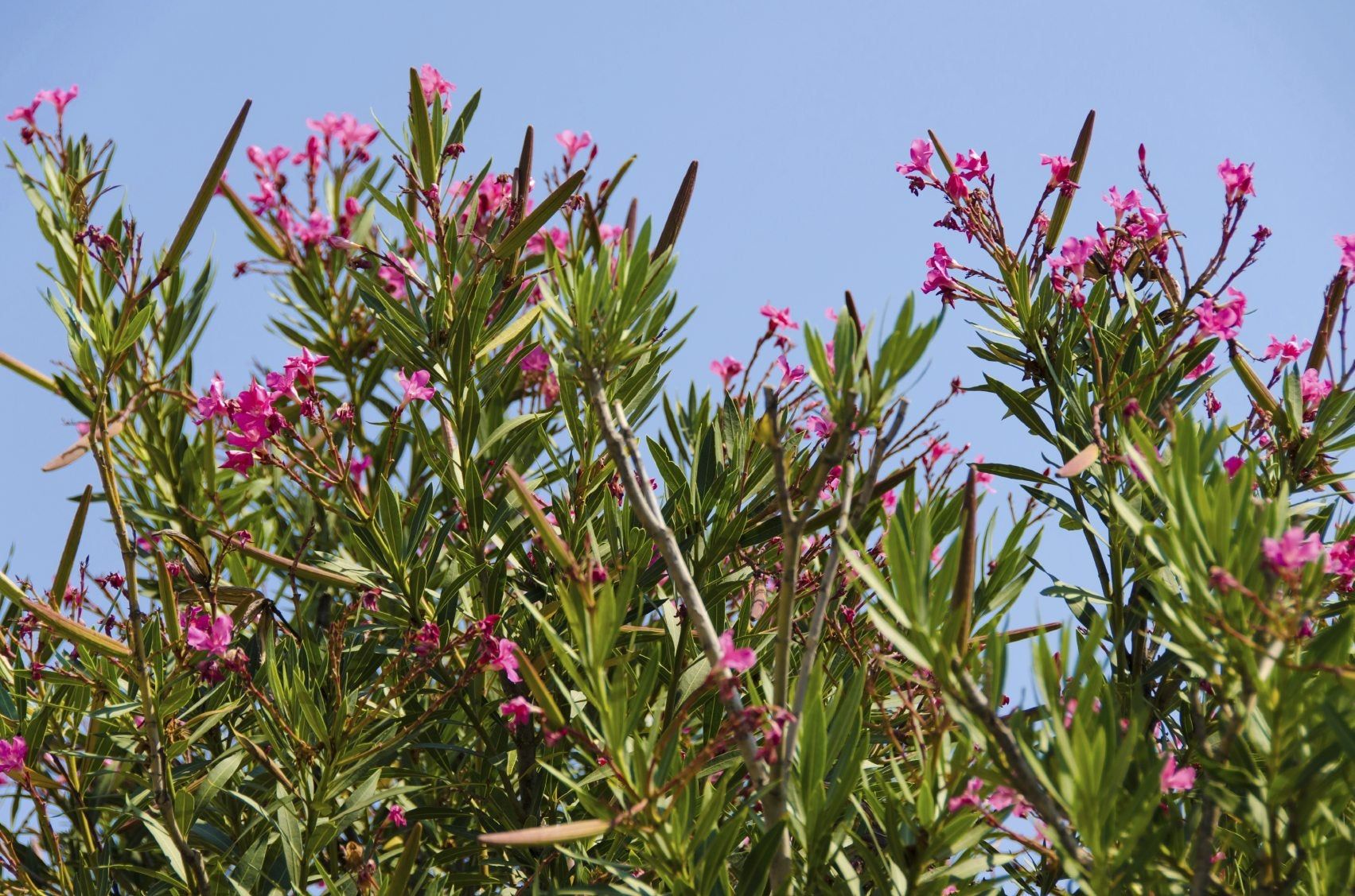 What Are Oleander Hardiness Zones - How Cold Can Oleanders Tolerate ...