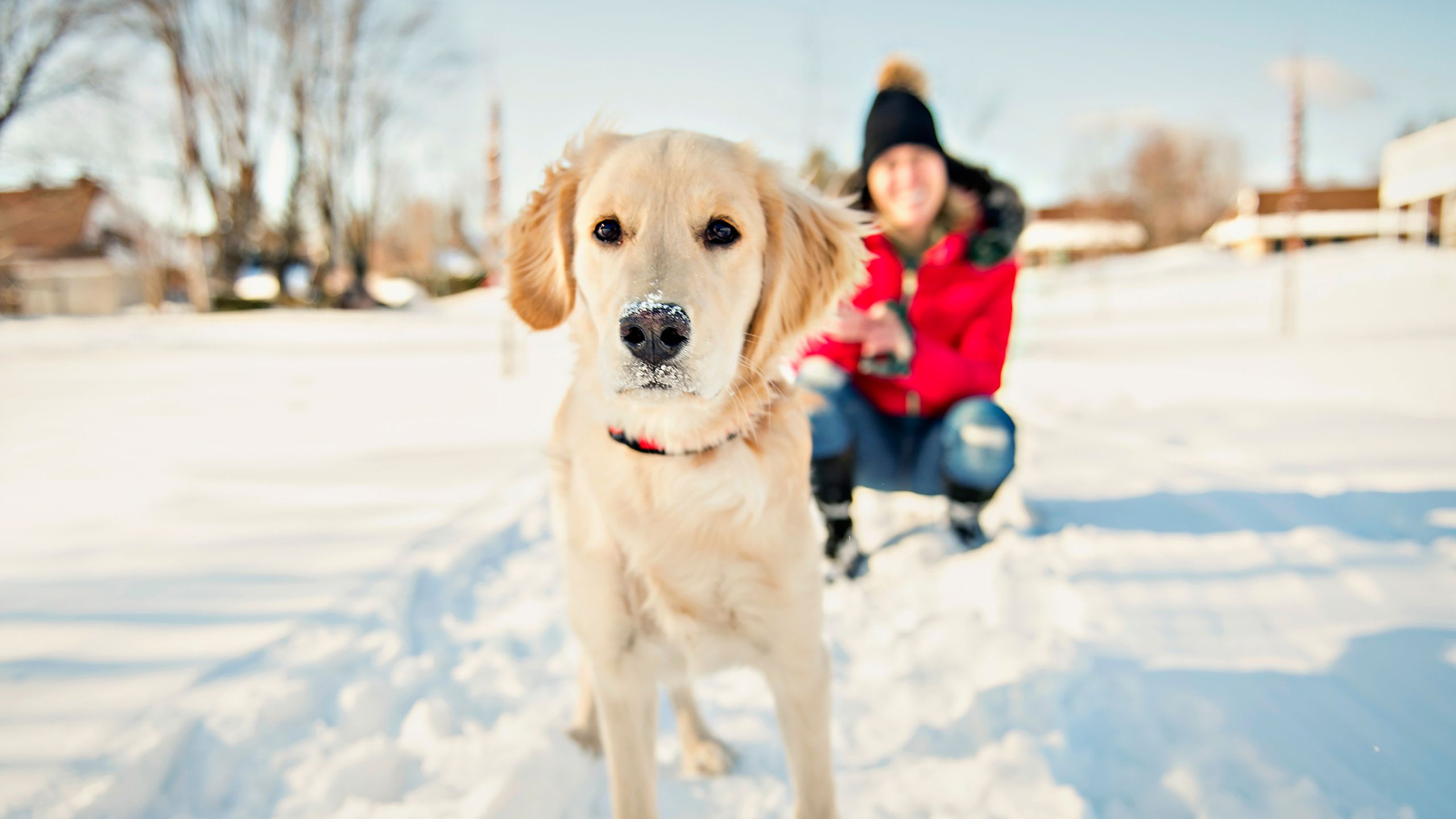 Walking dogs in the snow — 6 essential safety tips | Tom's Guide