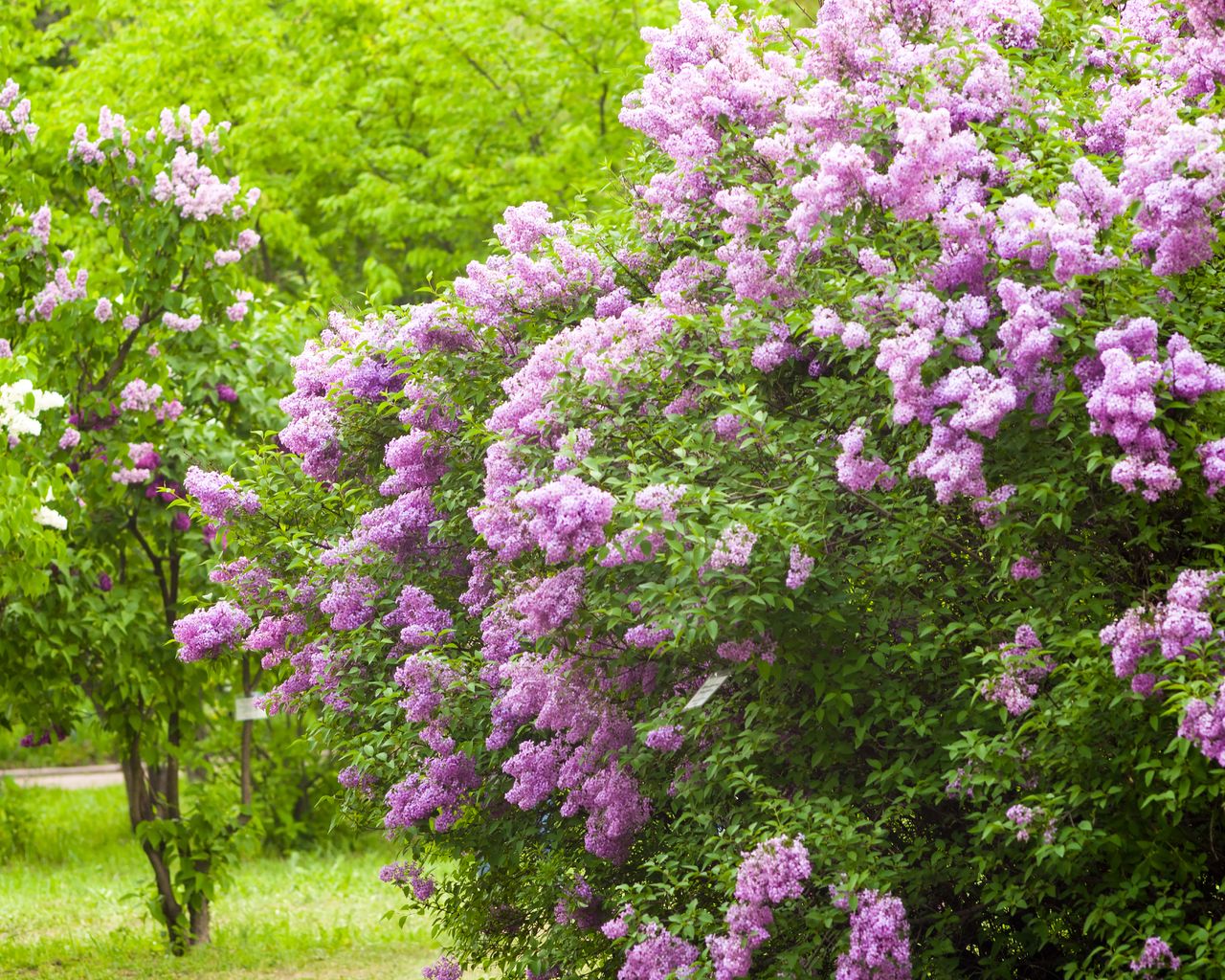 How To Grow Lilacs For Years Of Fragrant Spring Flowers | Gardening ...