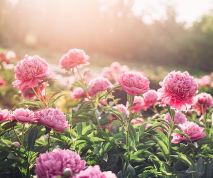 7 Cut-and-Come-Again Flowers To Grow In Your Garden | Gardening Know How