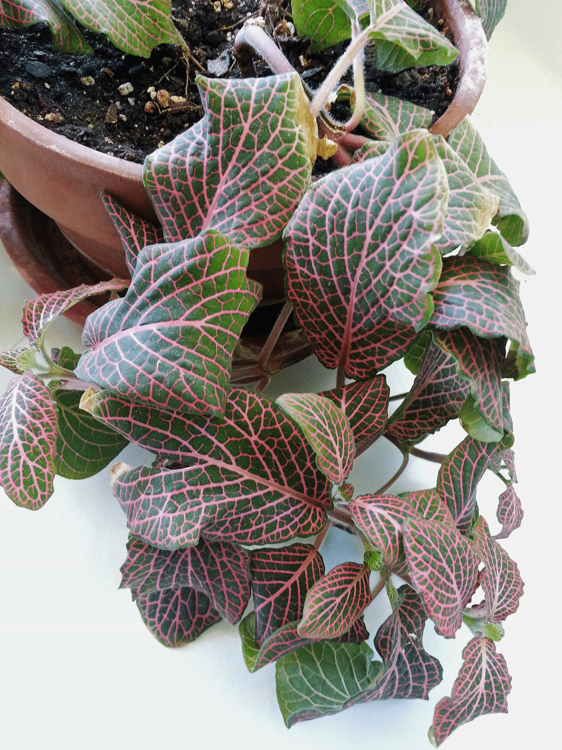 How To Avoid Or Treat Over Fertilization In Houseplants | Gardening ...