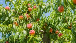 When to plant a peach tree - how to know the time is right | Homes and ...
