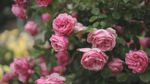 Best roses for small spaces: 5 flowers for pots and tiny yards | Homes ...