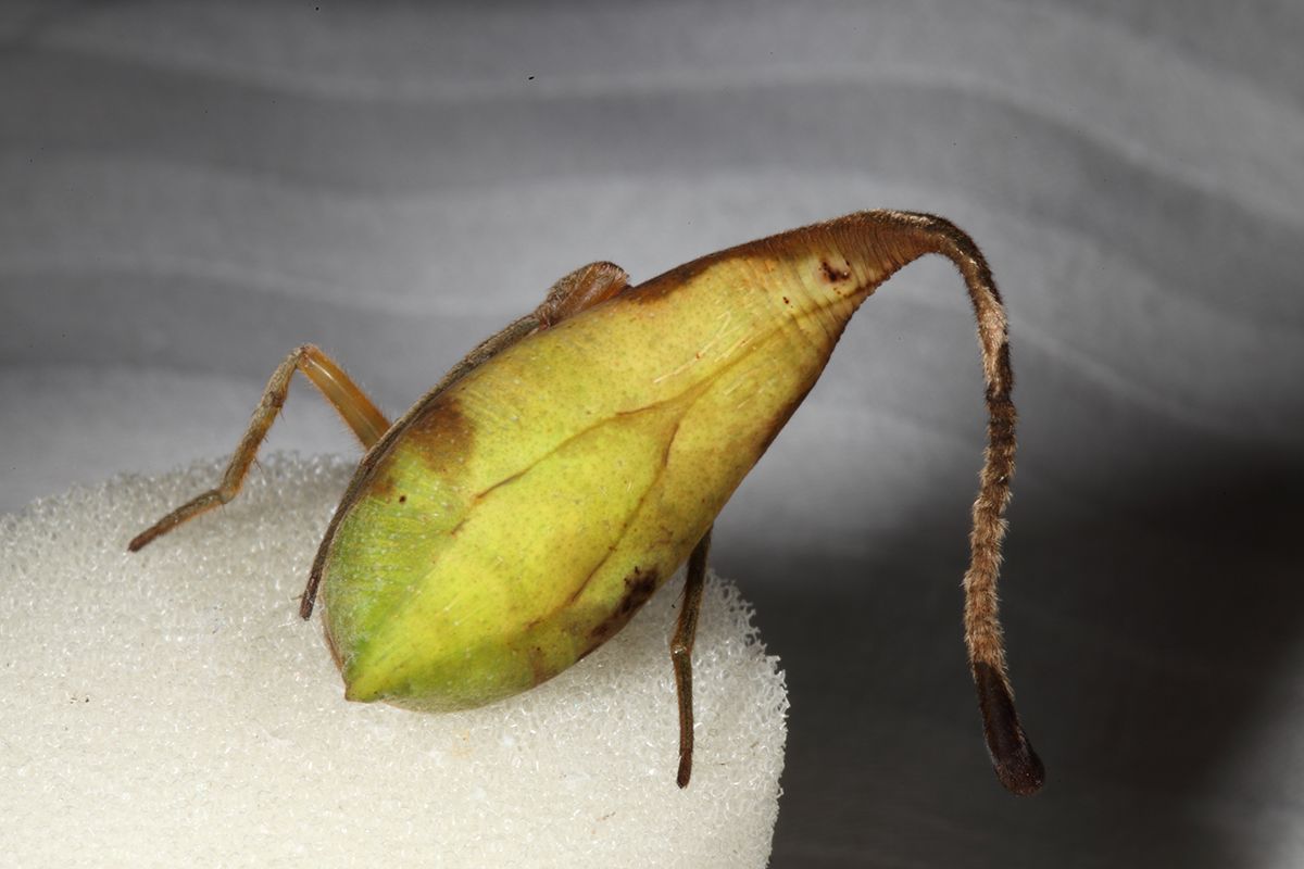 Newfound Spider Masquerades As a Dried-Up Leaf | Live Science