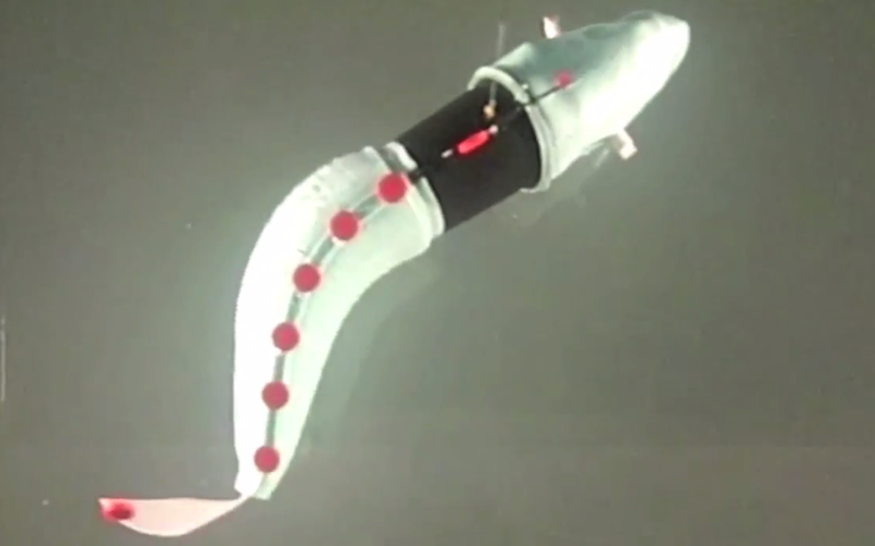 New Robot Fish Swims Like the Real Thing | Live Science