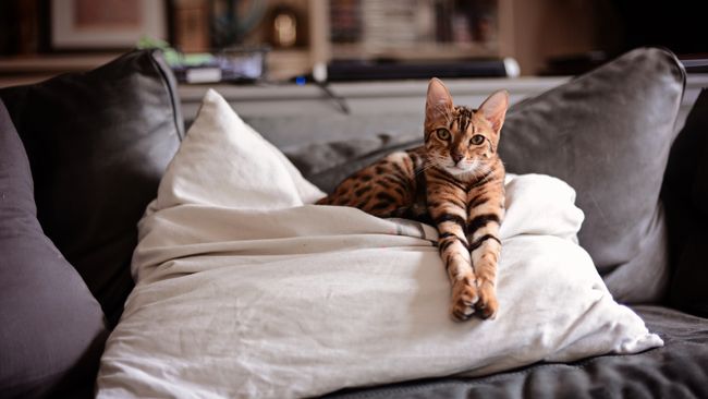32 quietest cat breeds | PetsRadar