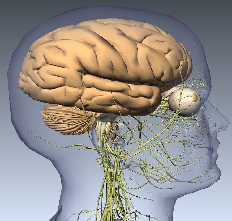 Gallery: The BioDigital Human | Live Science