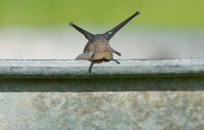 Mind your step: The world's biggest slugs are alive, well and thriving ...
