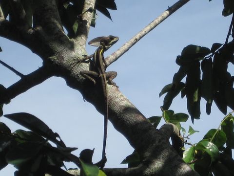 Walk on Water: Photos of Ancient Jesus Lizard Relative | Live Science