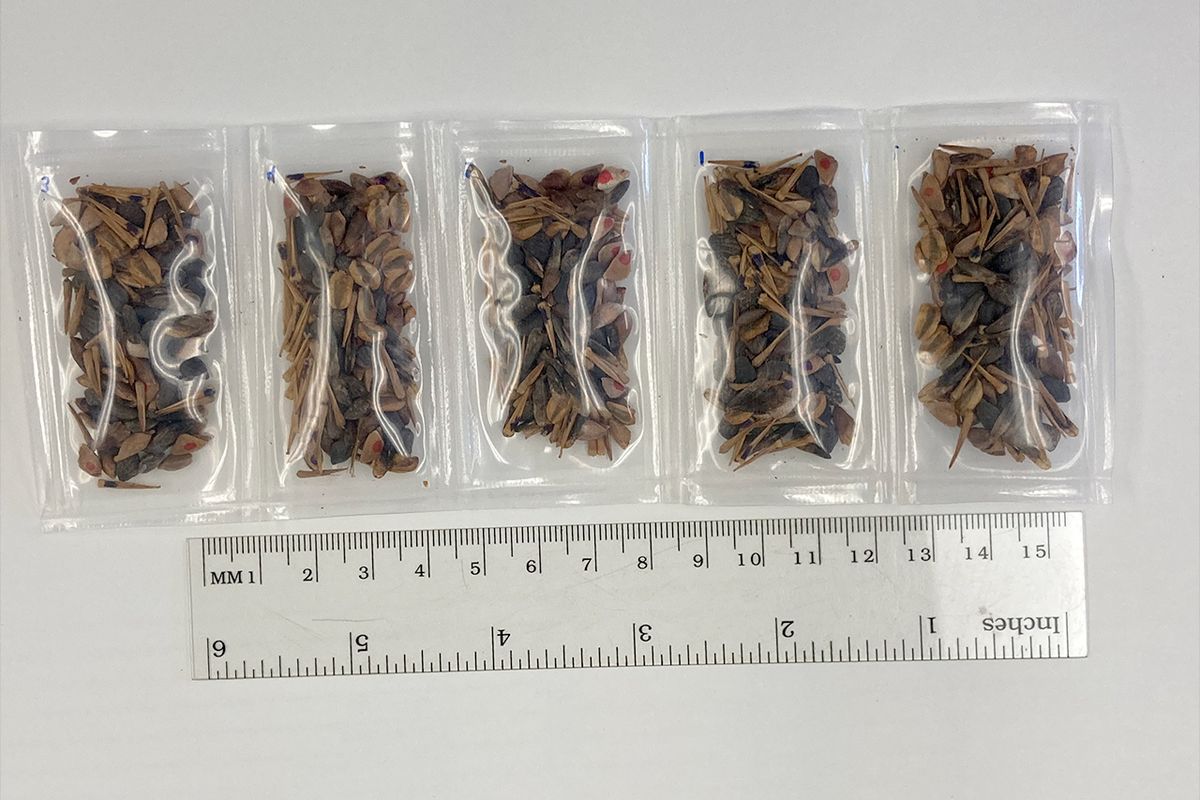 NASA and Forest Service offer seedlings to grow Artemis 'moon trees ...