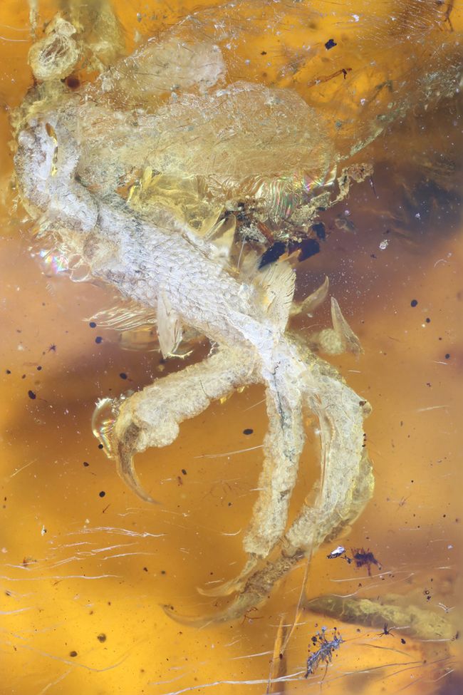 Hatchling Preserved in Amber (Photos) | Live Science