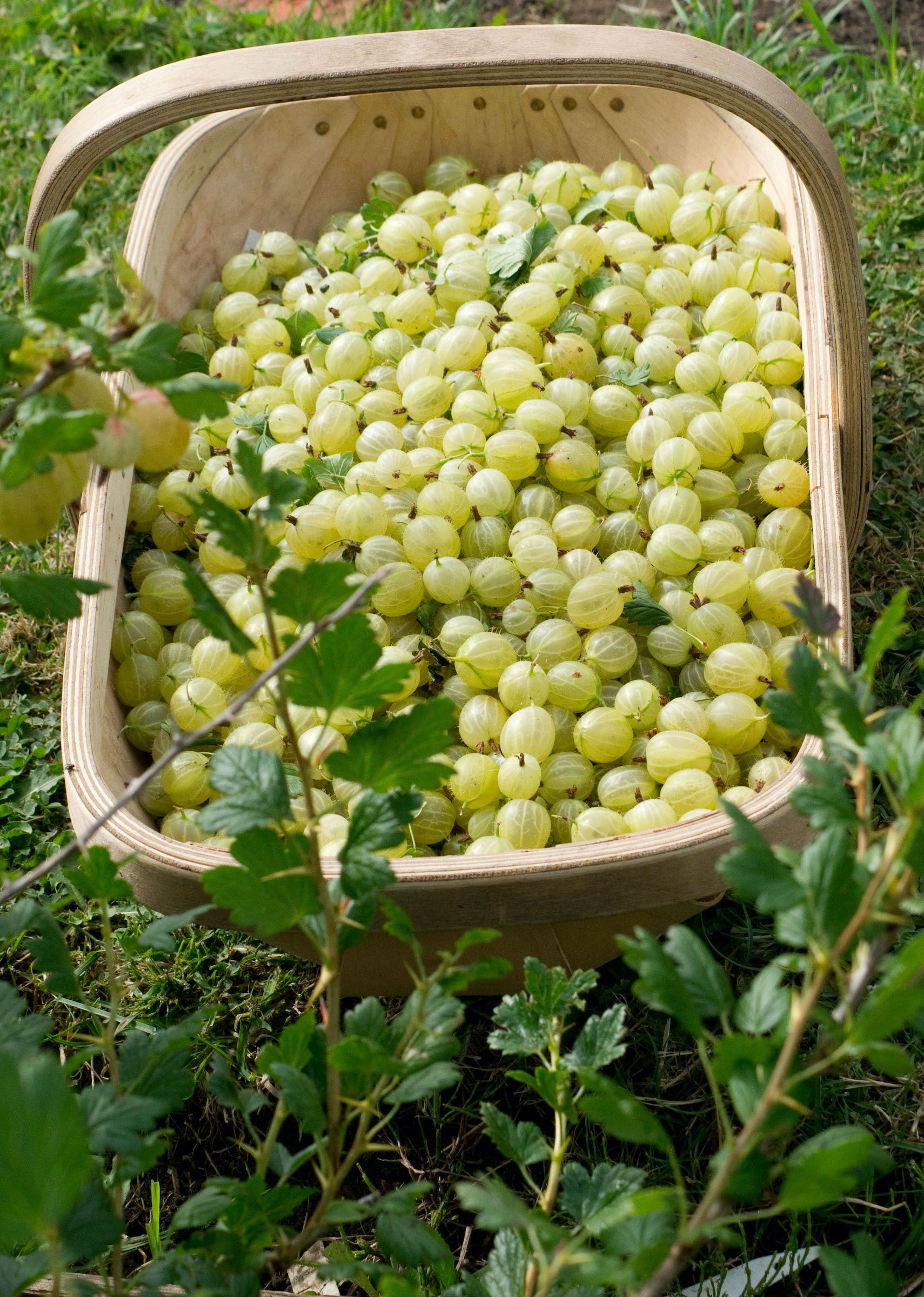 how to grow gooseberries: an expert guide | Homes and Gardens