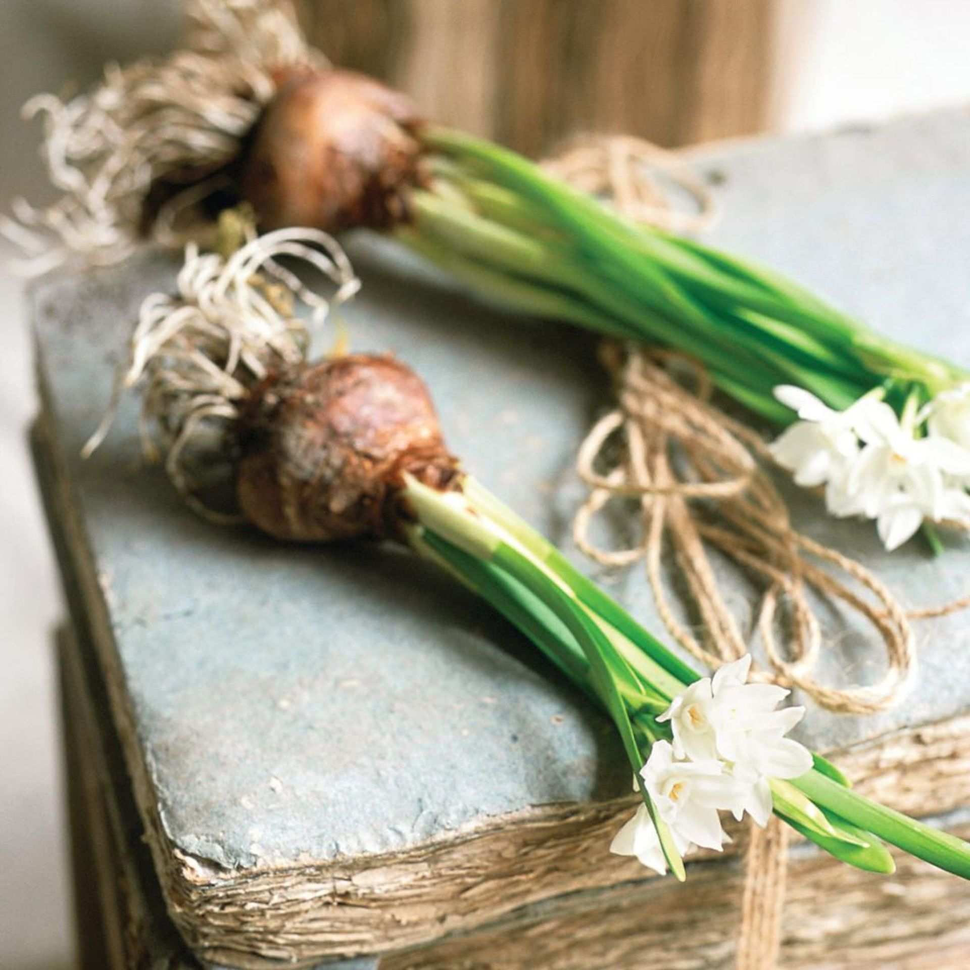 When to plant paperwhite bulbs for daffodils at Christmas | Ideal Home