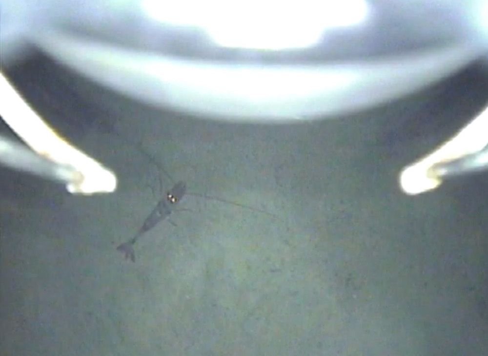 Robot Reveals Sea Life Thriving Beneath Antarctic Ice | Live Science